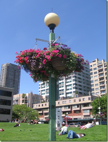 Northwest Ladybug: Warm, sunny weather in Seattle! Spring is here!